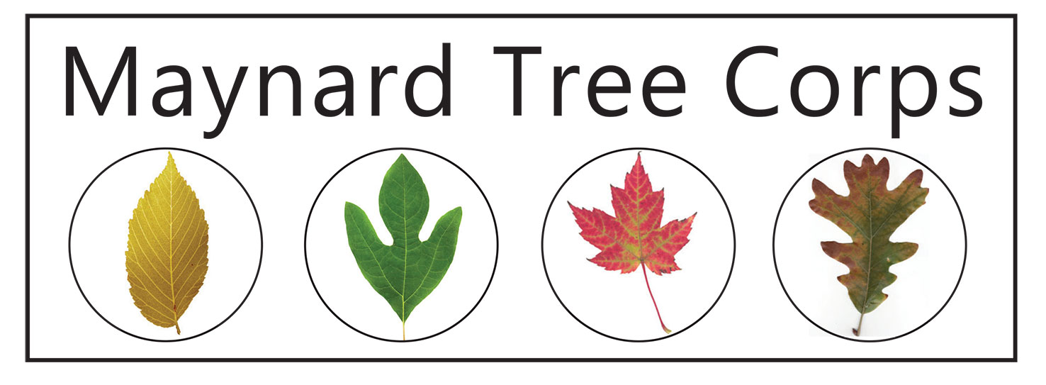 Happenings – Maynard Tree Corps